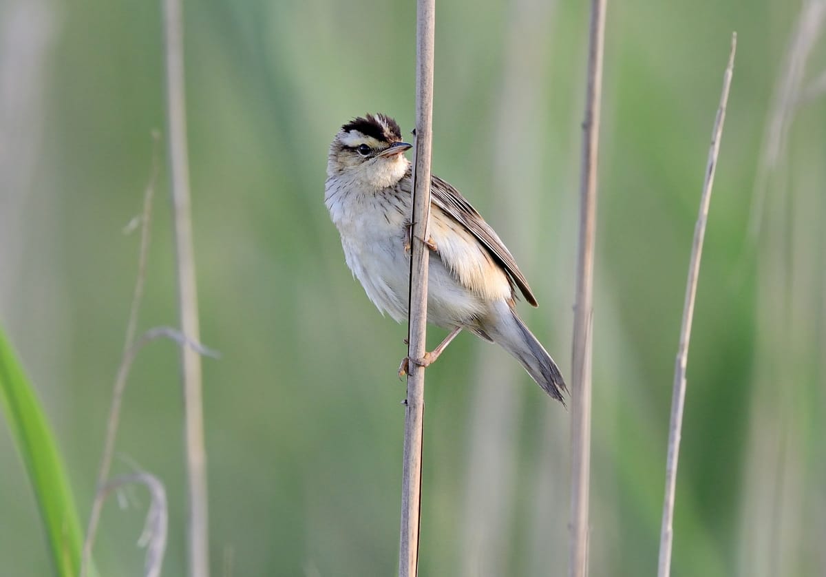 No Rain, No Refuge: The Aquatic Warbler’s Breeding Crisis