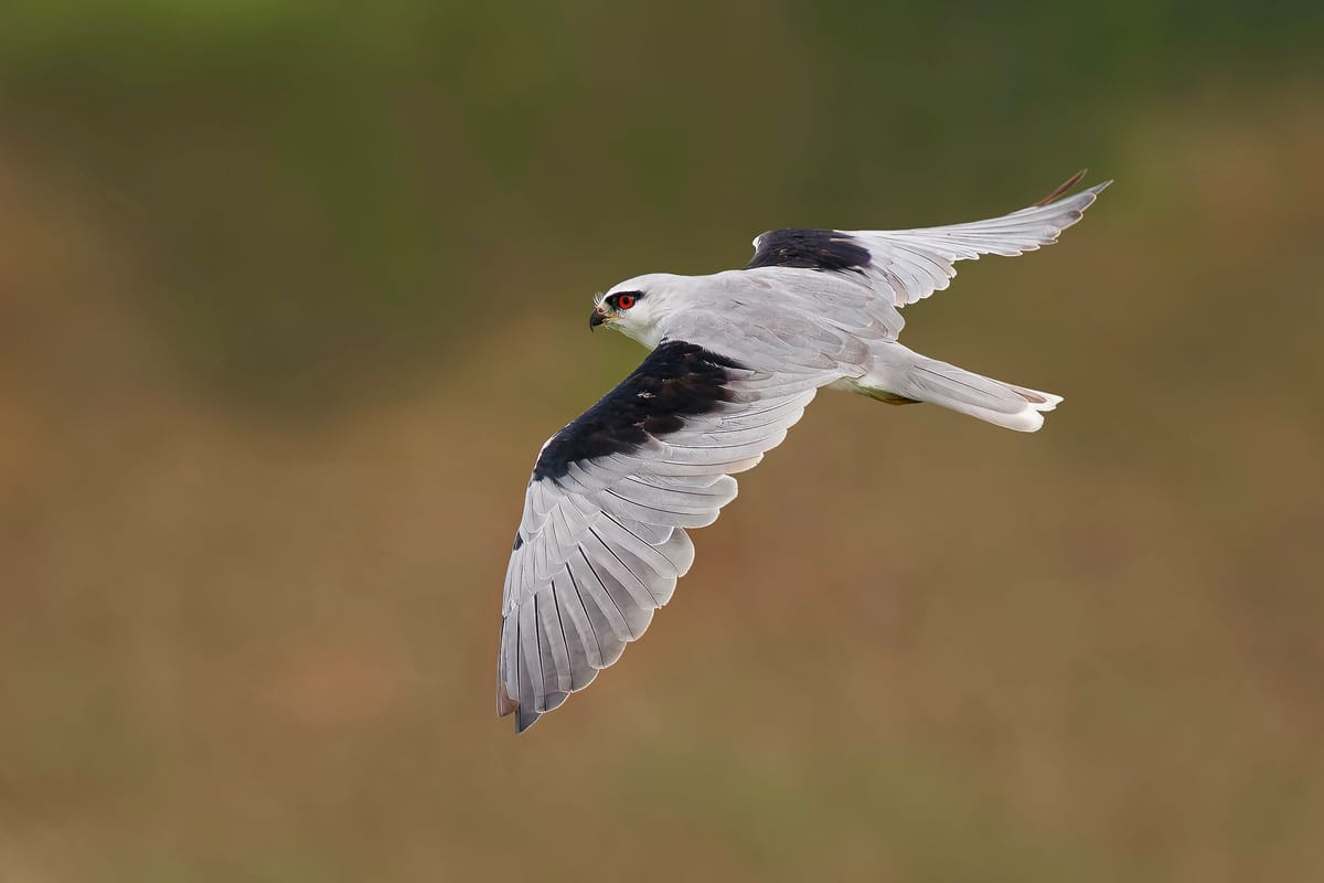 First confirmed breeding of the Black-winged Kite in Hungary