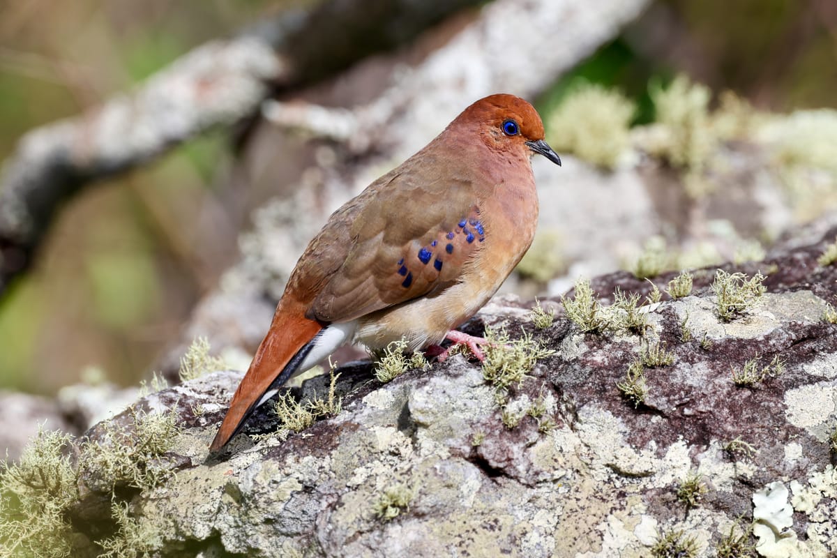 A lost dove, a revived genus: new genetic evidence redefines one of ...