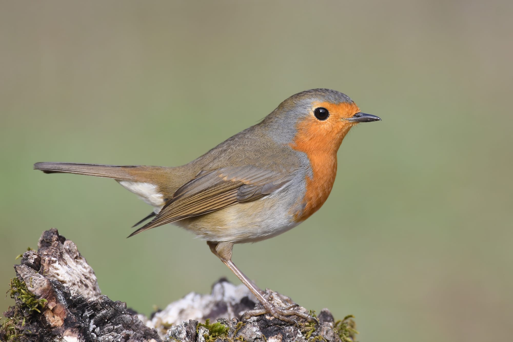 Running on Empty: How a Dunlin Crossed Europe Without Reserves